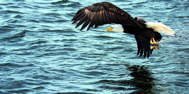 Join the Photographing Birds in Flight Photo Contest and win Rick ...